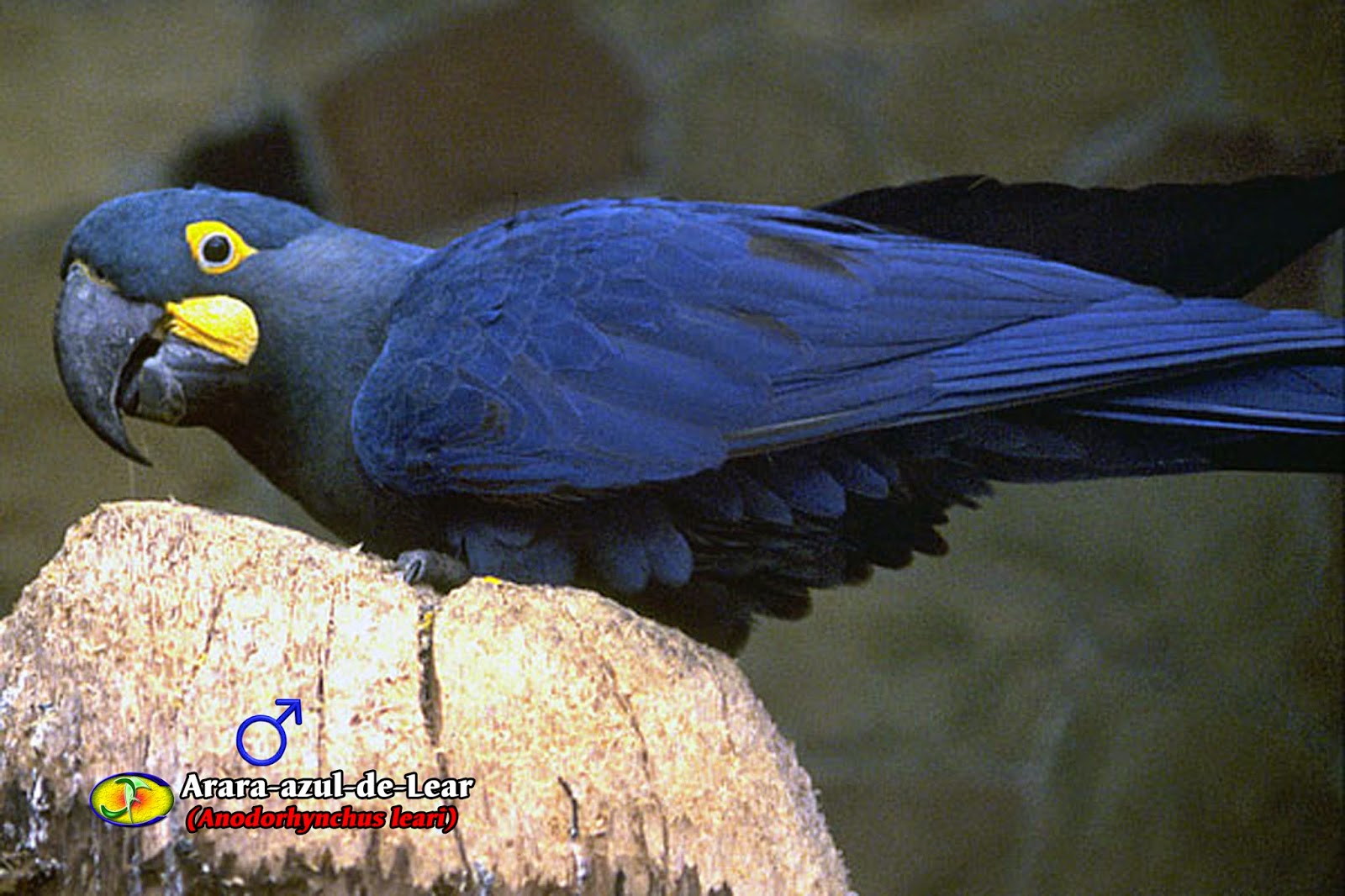 Zoologia: Arara-azul-de-Lear (Anodorhynchus leari)